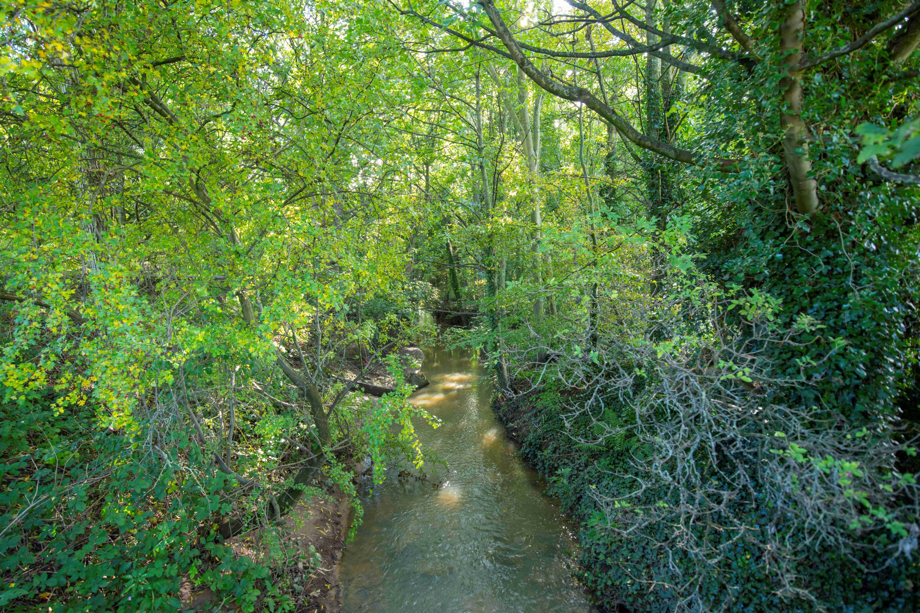 Greatham Beck Local Nature Reserve - Explore Hartlepool